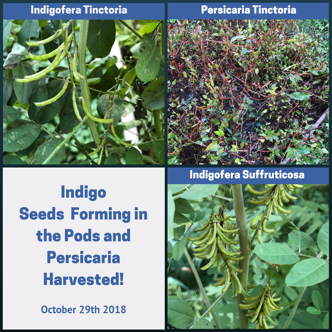 How Does My Garden Grow – Madderlane